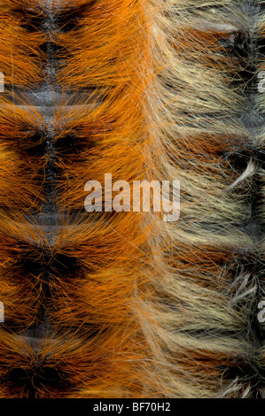 Pachymeta robusta Msasa Moth caterpillar caterpillars moth butterfly ...