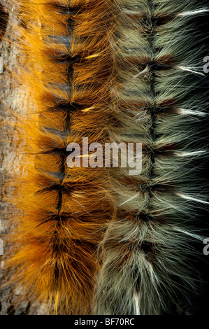 Pachymeta robusta Msasa Moth caterpillar caterpillars moth butterfly ...