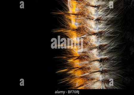 Pachymeta robusta Msasa moth Charax butterfly hairy moth caterpillar ...