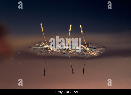 hawkbit, dandelion, leontodon hispidus Stock Photo - Alamy