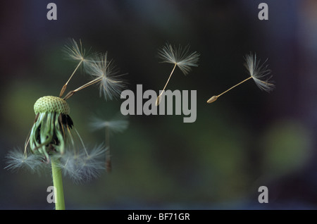hawkbit, dandelion, leontodon hispidus Stock Photo - Alamy