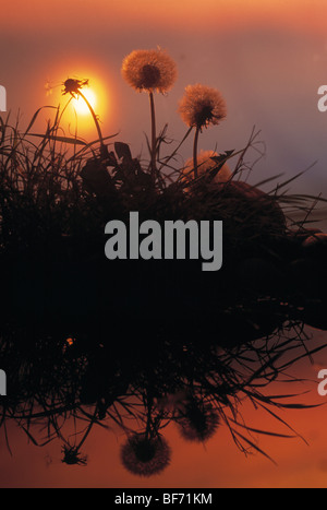 Seeds of Rough Hawkbit (Leontodon hispidus), Italy Stock Photo - Alamy