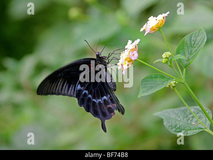 Scarlet Swallowtail Butterfly Papilio rumanzovia Asia Stock Photo - Alamy