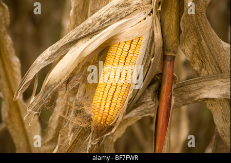close up Corn field in the countryside. Many young maize grown for sale ...
