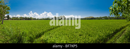 Panoramic view of a large rice paddy surrounded by hills and coconut ...