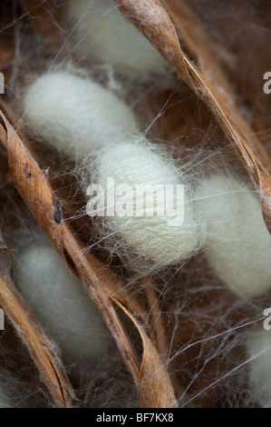 Silkworm cocoons in a traditional circular bamboo frame in the ...
