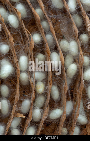 Silkworm cocoons in traditional circular bamboo frame in the production ...