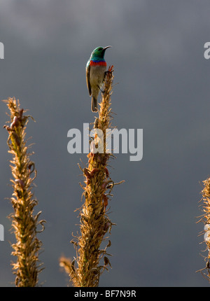 Lesser Double-collared Sunbird or Southern Double-collared Sunbird ...