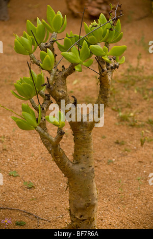 South Africa, Namaqualand, succulent, Botterboom, Tylecodon paniculatus ...