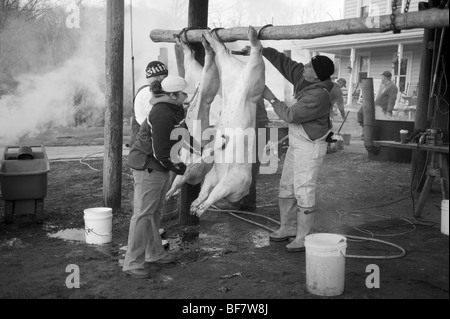 Backyard family hog butchering on farm Stock Photo - Alamy