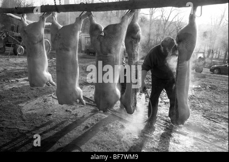 Backyard family hog butchering on farm Stock Photo - Alamy