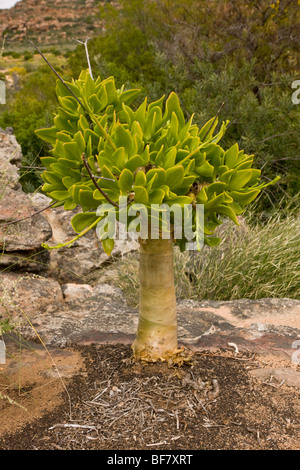 Botterboom trees Tylecodon paniculatus in the Cederberg Mountains ...
