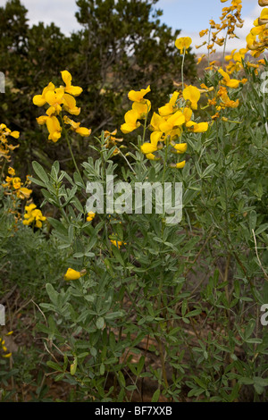A shrubby legume, Lebeckia cytisoides, in the Cederberg Mountains ...