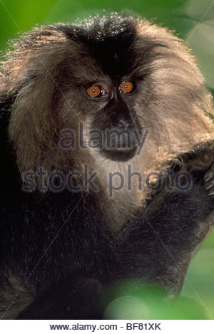 Male Lion-tailed Macaque (Macaca silenus) walking head-on on a forest ...