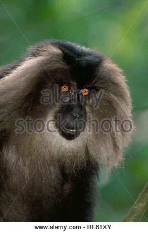 Male Lion-tailed Macaque (Macaca silenus) walking head-on on a forest ...