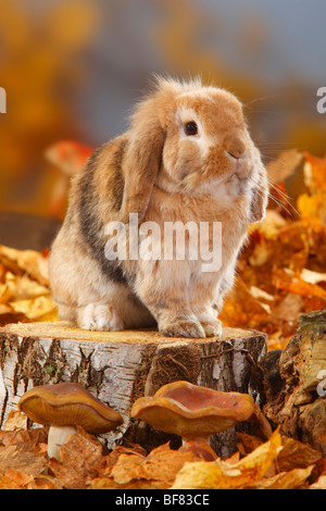 Lop-Eared Domestic Rabbit, Adult against White Background Stock Photo ...