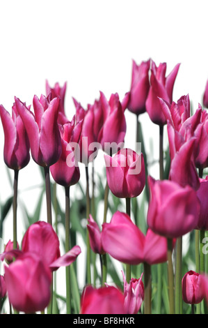 Bulb garden with pretty pink tulips flowering and blooming Stock Photo ...