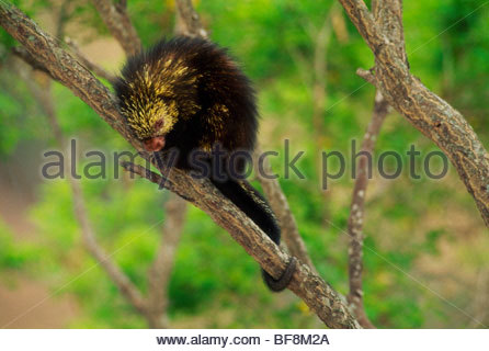 Mexican hairy dwarf porcupine (Sphiggurus mexicanus Stock Photo ...