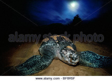 Leatherback sea turtle Dermochelys coriacea close up showing head eye ...