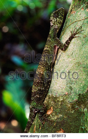 Flying lizard Draco volans Agamidae male with his gular flap and Stock ...