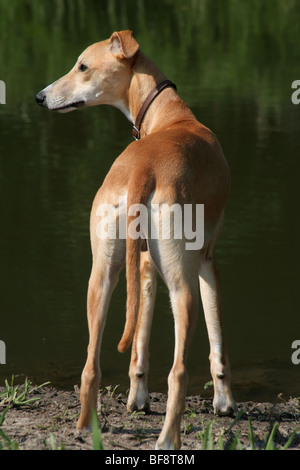 rear view of whippet dog Stock Photo - Alamy