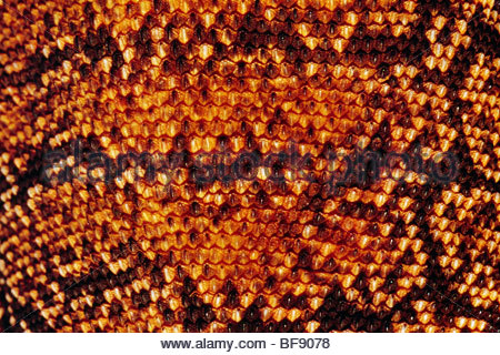 Gould's Sand Monitor, Varanus gouldii at Cobbold Gorge Stock Photo ...