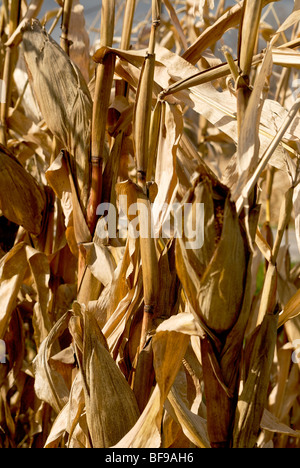 Dried corn stalks standing tall in a field during fall harvest season ...