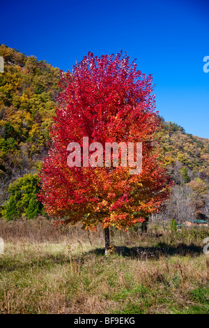 Fall foliage colors in Virginia Stock Photo - Alamy