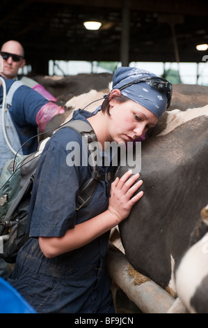 Vets pregnancy testing dairy cows using ultrasound equipment on farm ...