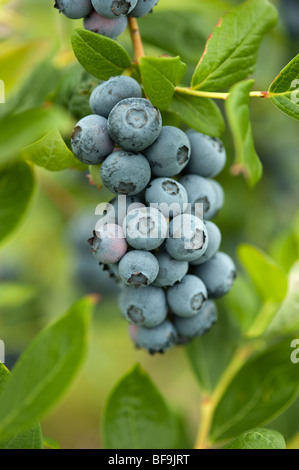 Blueberries growing on a bush in different stages of ripening Stock ...