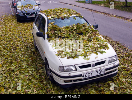 Car parked under a tree covered in bird droppings and with multiple ...