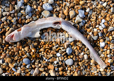 Dead Lesser-Spotted Dog Fish (Scyliorhinus canicula) Decapitated on ...