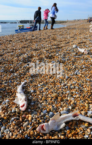 Dead Lesser-Spotted Dog Fish (Scyliorhinus canicula) Decapitated on ...