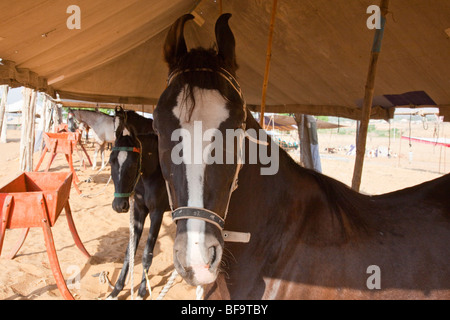 Horse market at the Pushkar Mela in Pushkar in Rajasthan India Stock ...