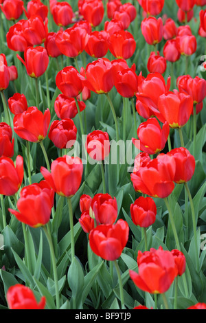 red tulip at spring on Earth Stock Photo - Alamy