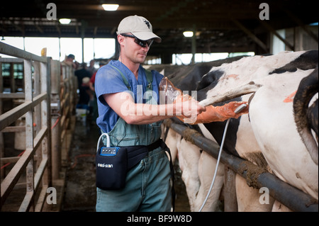 Vets pregnancy testing dairy cows using ultrasound equipment on farm ...