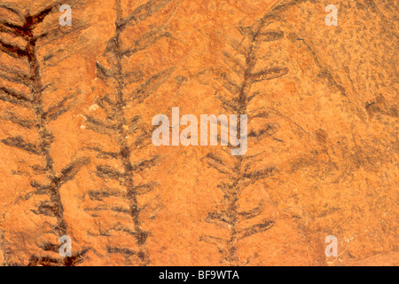 Fossil fern from Hermit Shale, early permian, collection #3237, at ...