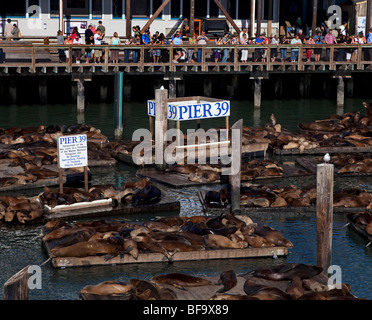 san francisco pier 39 harbor seals Stock Photo - Alamy