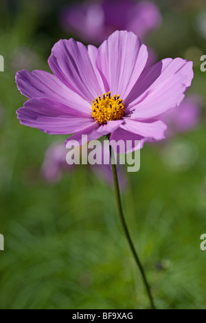 A close-up shot a pink cosmos flower growing in a garden Stock Photo ...