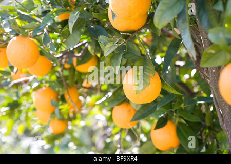 OrangeTree in Mallorca Spain Stock Photo - Alamy