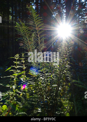 farn, forest, sunbeam Stock Photo - Alamy