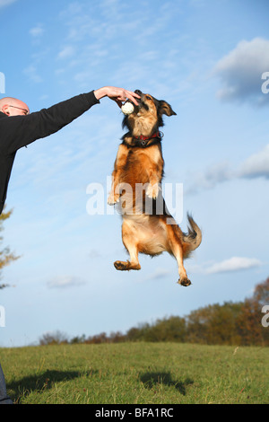 German Shepherd Dog jumping and playing in the lake Stock Photo - Alamy