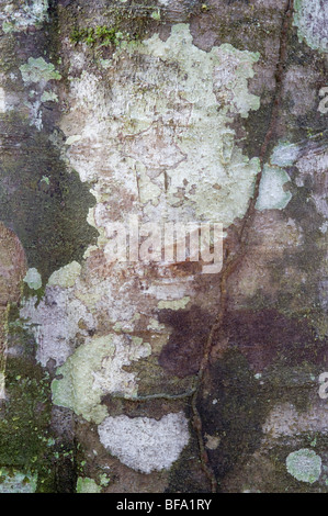 Kereti Silverballi (Ocotea puberula) close-up bark Iwokrama Rainforest ...