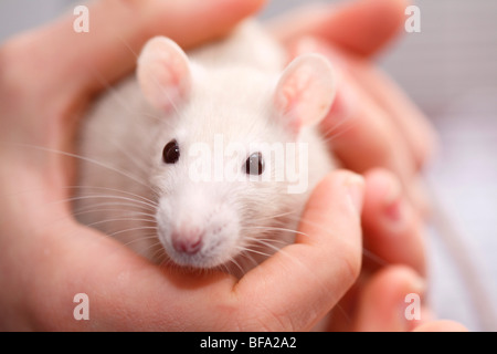 Fancy Rat, Brown rat (Rattus norvegicus domesticus, Rattus norvegicus ...