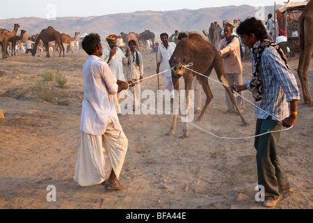 Baby camel sold and being taken from its mother at the Camel Fare in ...