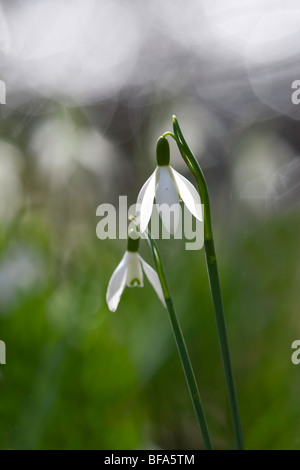 close up of wild snowdrops (Galanthus) in February winter fall Stock ...