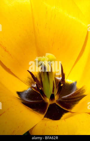 Purple flowers with yellow anthers and stigma Stock Photo - Alamy