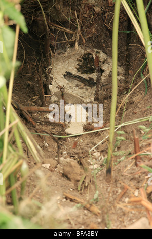 Wasps Nest dug out by Badger Stock Photo - Alamy