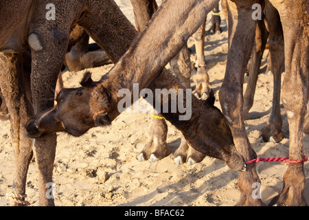 Camels biting each other at the Camel Fair in Pushkar India Stock Photo ...
