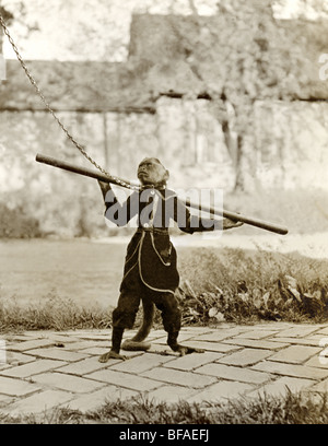 Small chained monkey Stock Photo - Alamy